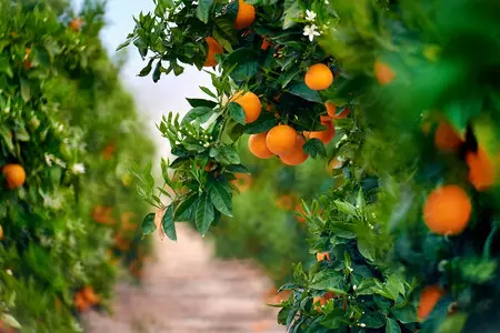 էկոլոգիական գյուղատնտեսություն