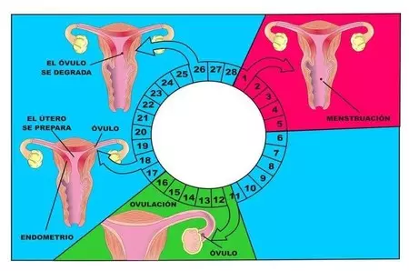 menstrual dövrü