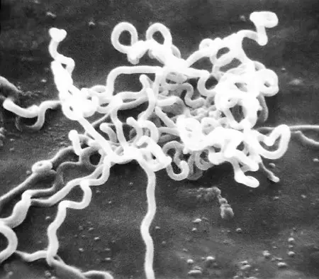 syphilis-bacteria-stds