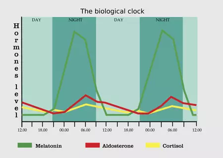 Биолошки сат и нивои хормона