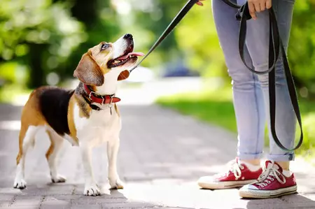 Hund-Spaziergang-Gesundheit