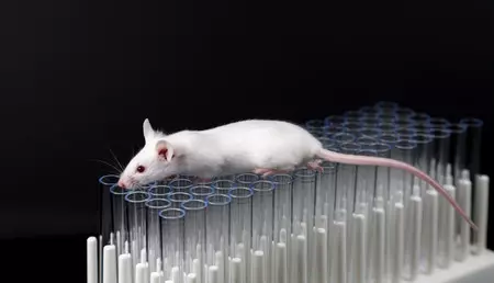 マウス-実験-科学