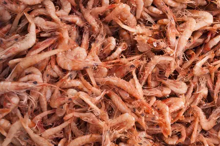 crevettes