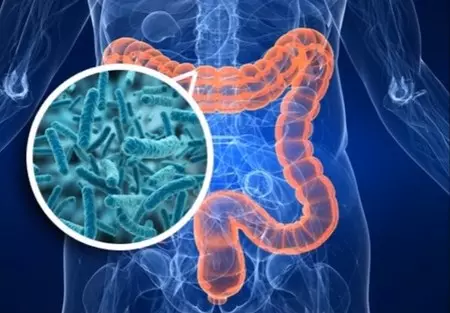 Microbiota intestinal