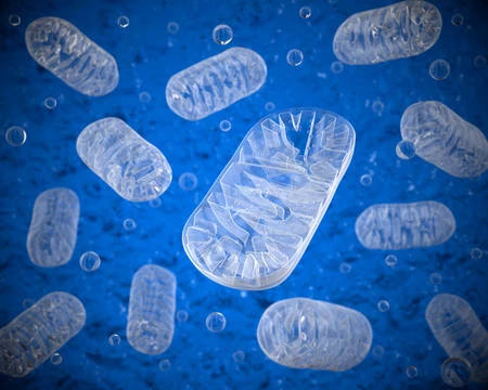 Mitochondria