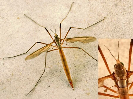 típula-bug-komár