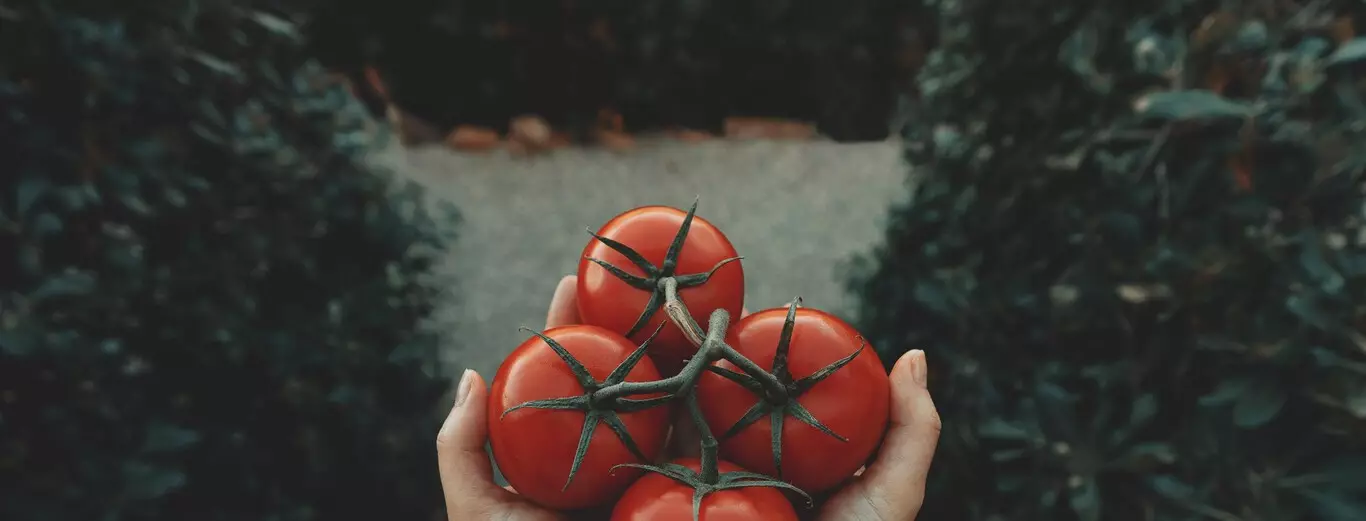 דאָס איז די positive פּראַל וואָס אַקערז אין דיין גוף ווען איר נעמען פּאָמידאָר טעגלעך