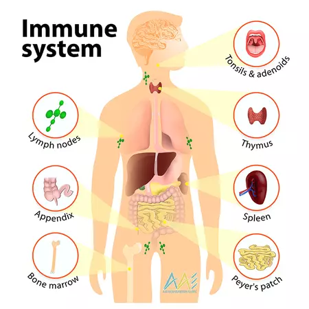 Système immunitaire