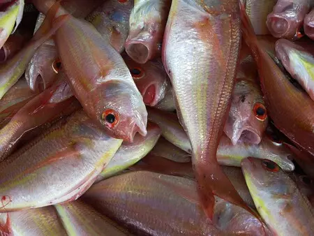 Peixe 234677 1280