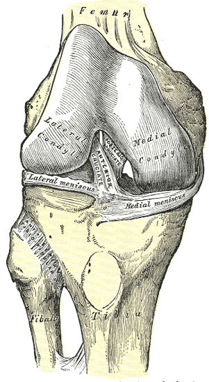 Diz haqqında hər şey (I): Anatomiya