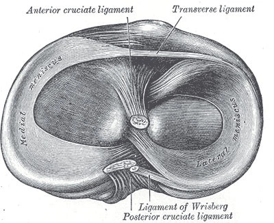 ಮೊಣಕಾಲು ಚಂದ್ರಾಕೃತಿ