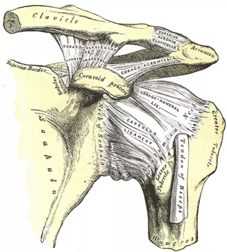 Mea uma e uiga i le Tau'au (I): Anatomy