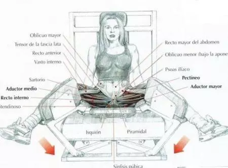 adductors ຂາ: ກ້າມເນື້ອລືມໃນການຝຶກອົບຮົມ