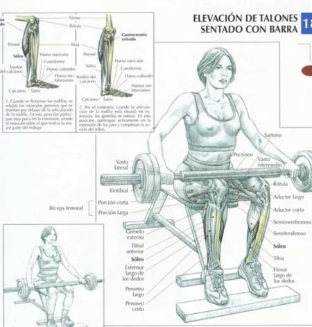 seated calf raises