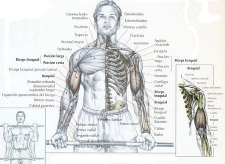 biceps curl