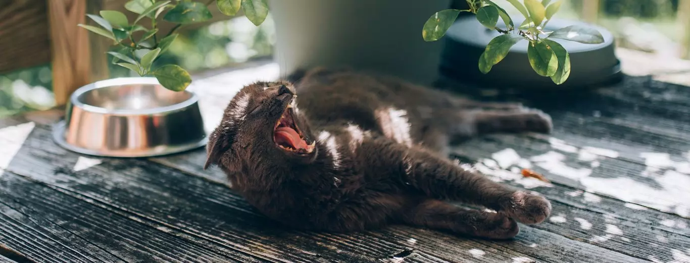 Toxoplasmosis: apa aku kudu nyisihake kucingku lan nyerahake ham yen aku ngandhut?