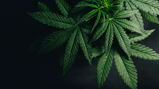 Quali sono le differenze tra CBD e marijuana spiegate dalla scienza