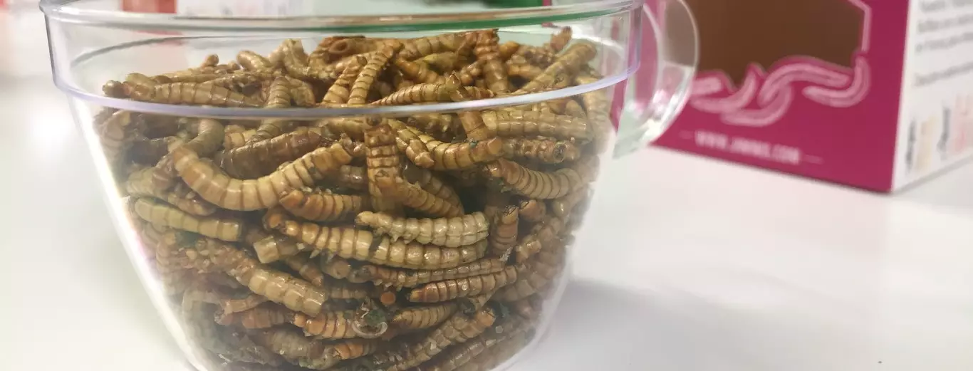 Edible insects and worms: high in protein but at 500 euros per kilo