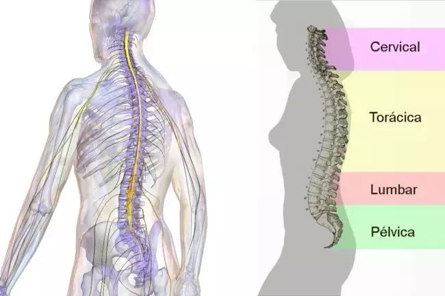 Postural hutsanana: gadzirisa musana wako wakavhima