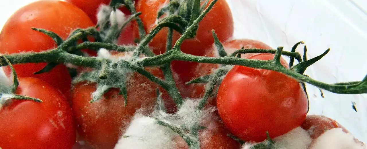 As 'n kos muf is, moenie dit eet nie: hoekom is dit nie genoeg om die slegte deel van vrugte en ander kosse te verwyder nie