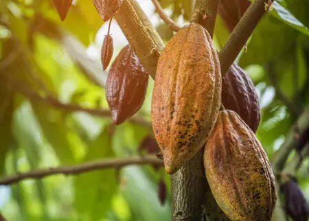 nasiona kakao
