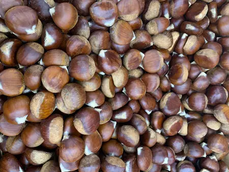 kacang hazel