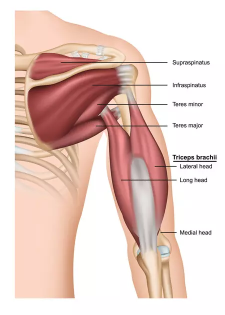anatómia tricepsu