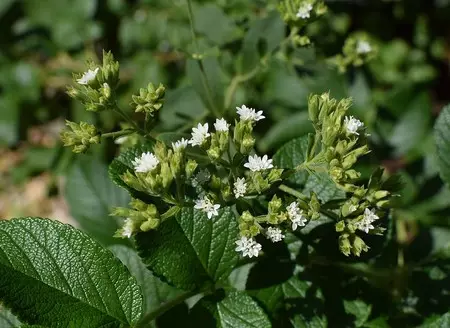 Stevia Flowers Against Rose Leaves Buds Flower Blossom