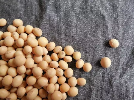 Soybean 2
