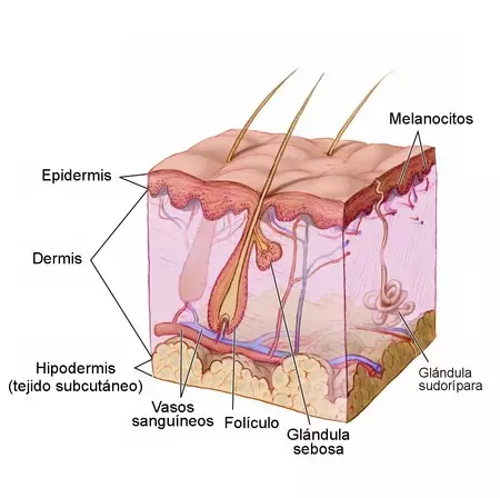 Anatomy Skin Nci Visuals Online Esp