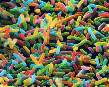 microbiome