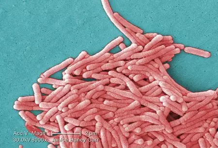 Legionella Pneumophila Sem