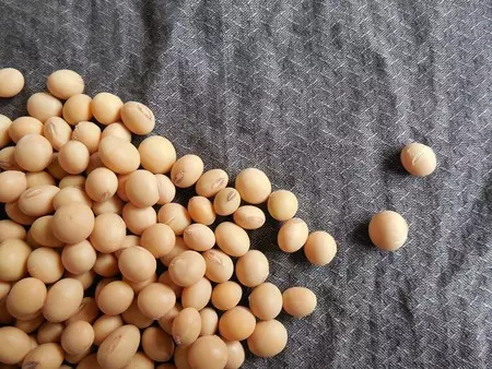 Soybean2