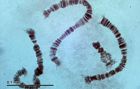 ក្រូម៉ូសូម Polytene 26 2 97 Salivary Glands Of Nonbiting Midges Larvae Chironomidae