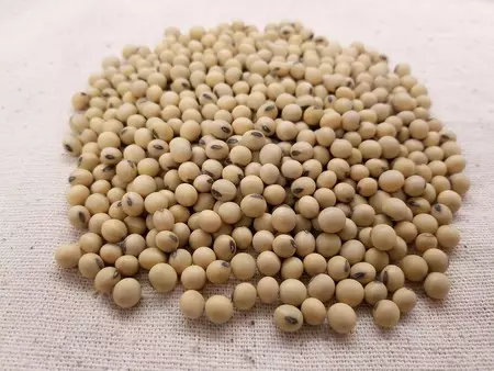 Kacang soya 3754425 1280