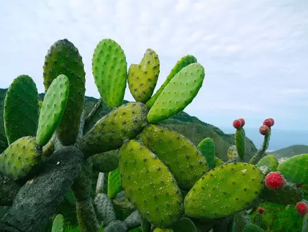 প্রিকলি পিয়ার 1501307 1280