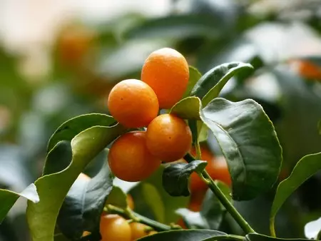 Kumquats 357894 1280