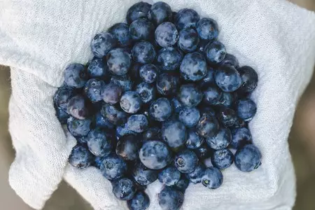 Kelimpahan Berries Blueberries 545039