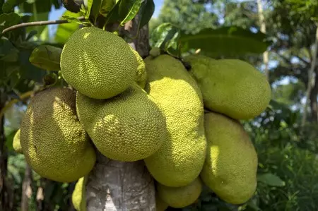 Jackfruit 2108869 1280