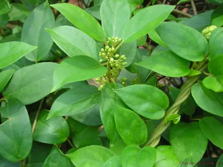 Gymnema Sylvestre R Br Flickr Lalithamba