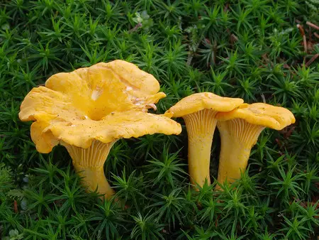 2007 07 14 Cantharellus Cibarius