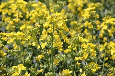 Field Of Rapeseeds 1380227 1280