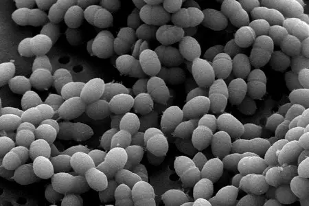 Streptococcus-Bakterien-Mikrobiota