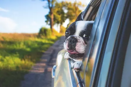 dog-window-car