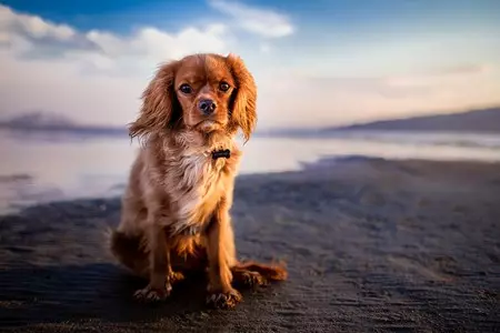 dog-beach-sea