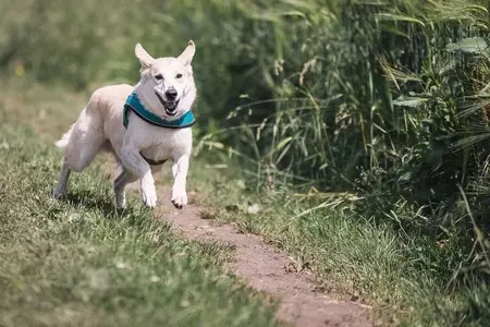 câine-activ-vară