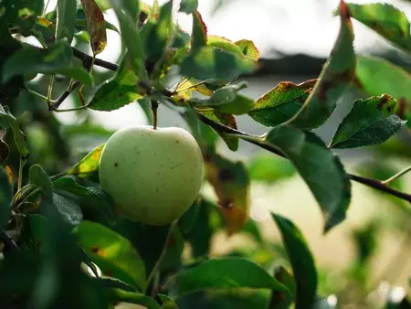 bioloģiskā lauksaimniecība.ābols