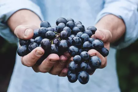 ყურძენი-ღვინო-ხილი