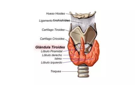 தைராய்டு சுரப்பி