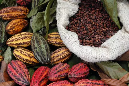 kakao-sjemenke-mahune